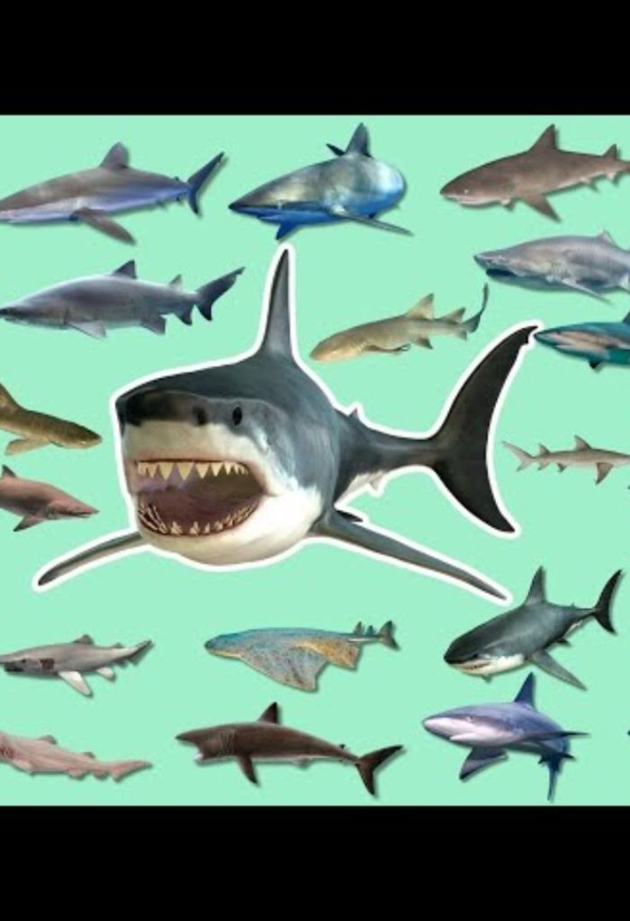 200 + Cute Shark Names For Shark Lovers